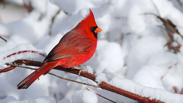 Elizabethsrabbits - Birds