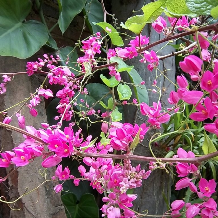 Enredadera