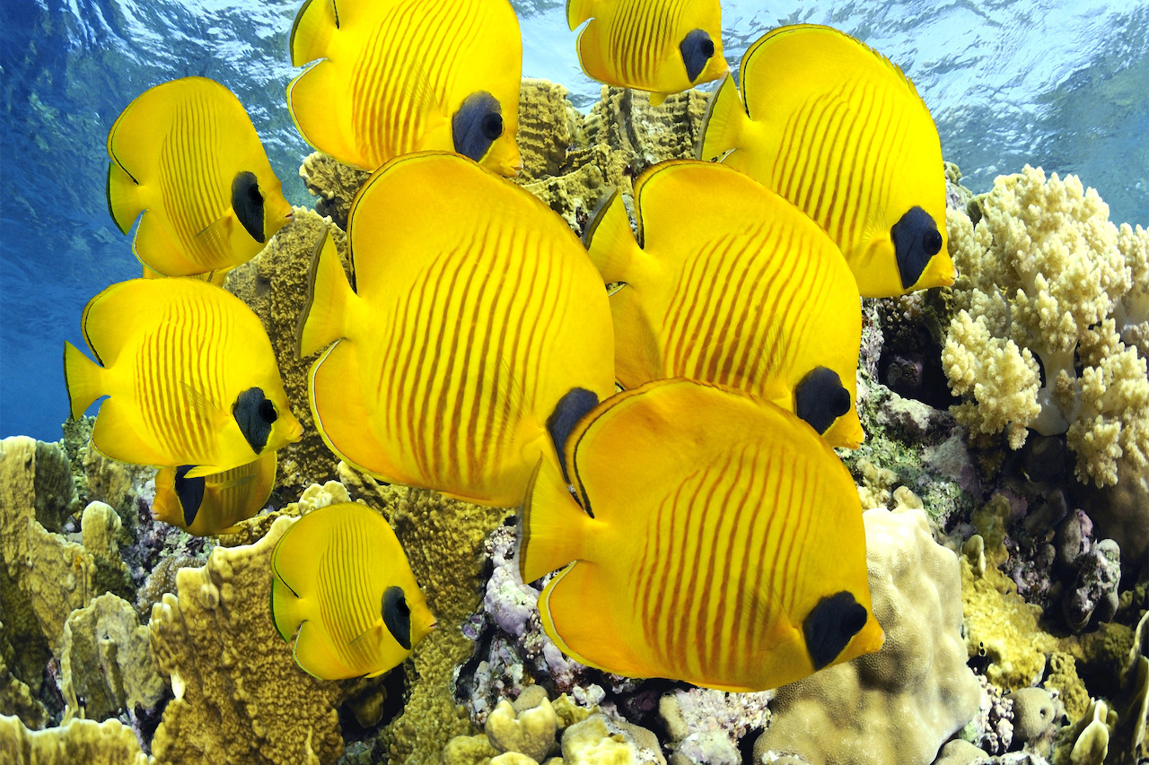 60 Groc - Yellow