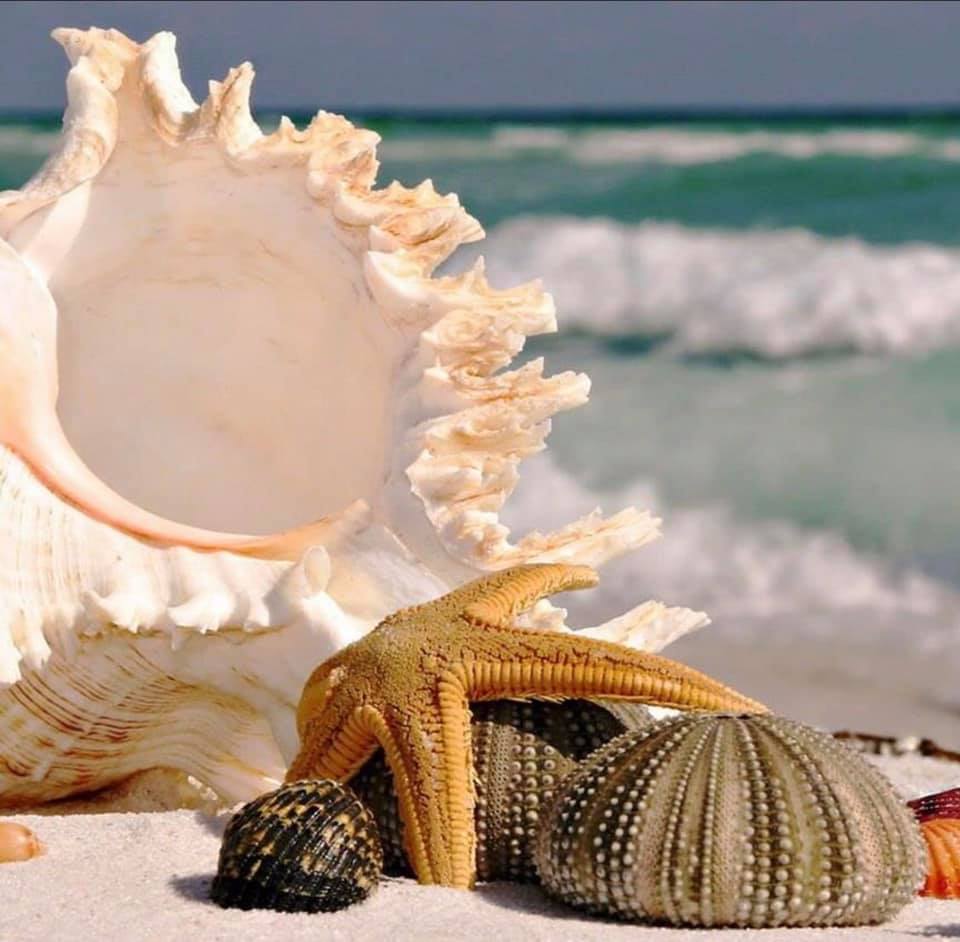 NatalieAnn - Shells & Boats