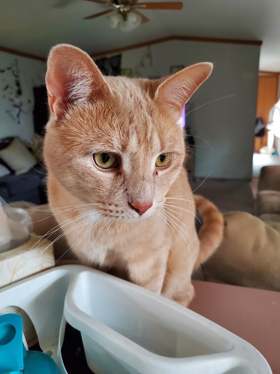 My pets 🐱 | TyrexDragon